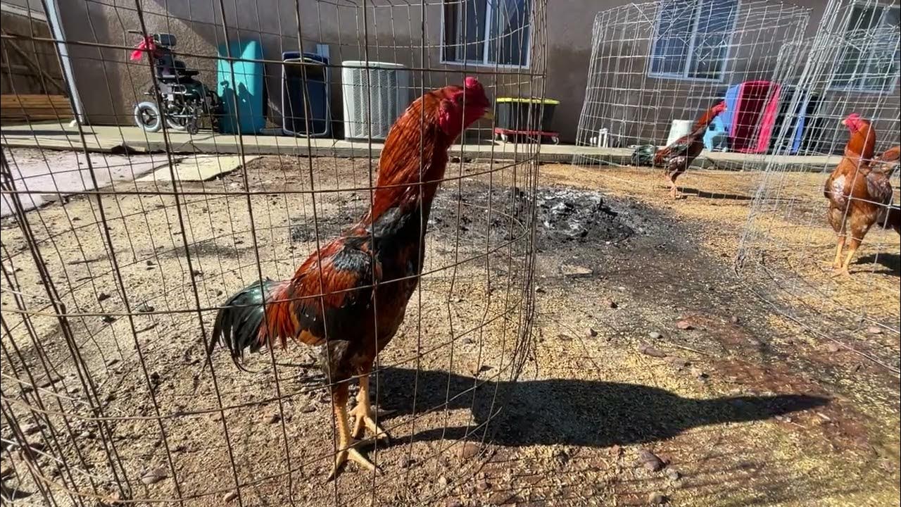 Nyob zoo os nrog kuv mus saib qaib ua si nawb - YouTube