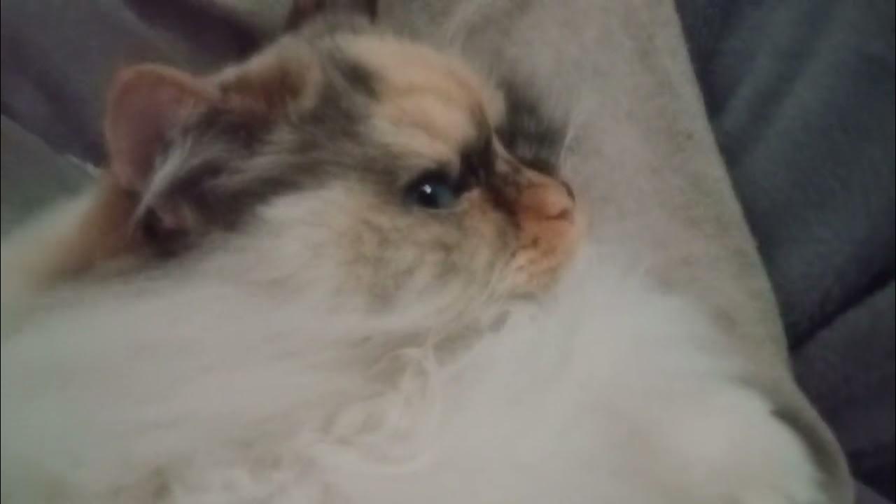 Fluffy Ragdoll cat Leda 💜 sleeping on my arm - YouTube