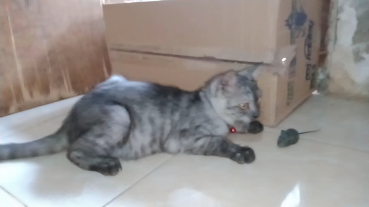 cat playing with mouse toy || cat playing so happy - YouTube