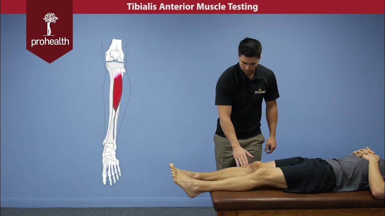 Tibialis Anterior Muscle Testing Dr Vizniak Muscle Manual - YouTube