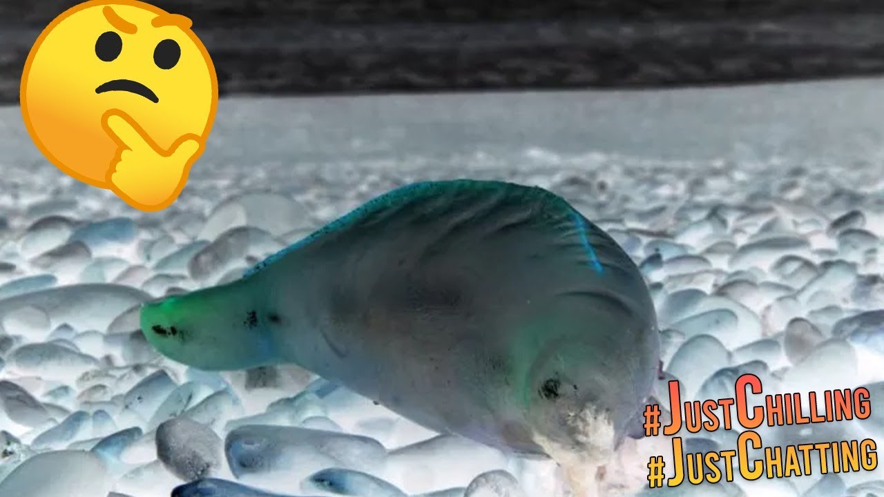 Strange Sea Creatures, Crazy Cryptids & Just Chilling - YouTube