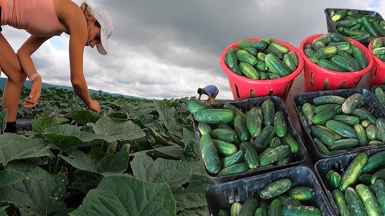 A Day Harvesting In The Pickle Patch - YouTube