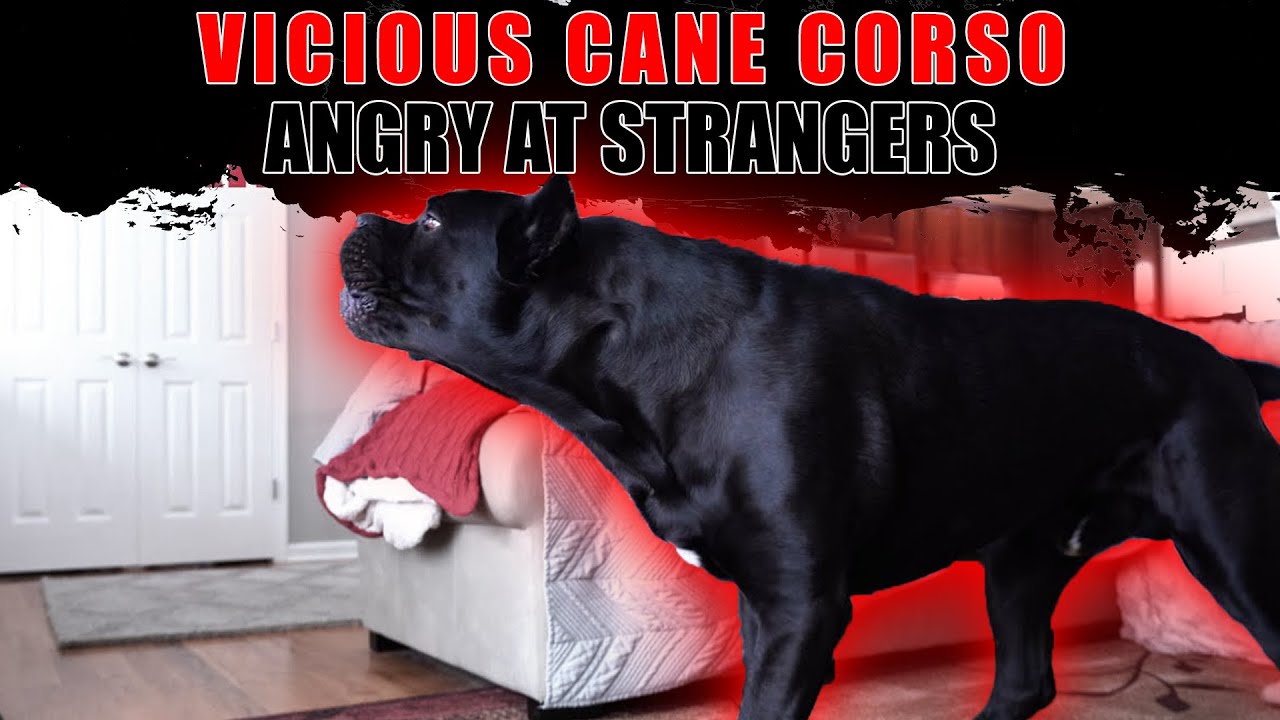 Cane Corso Angry
