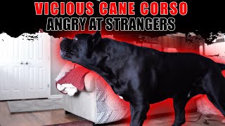 Angry Cane Corso
