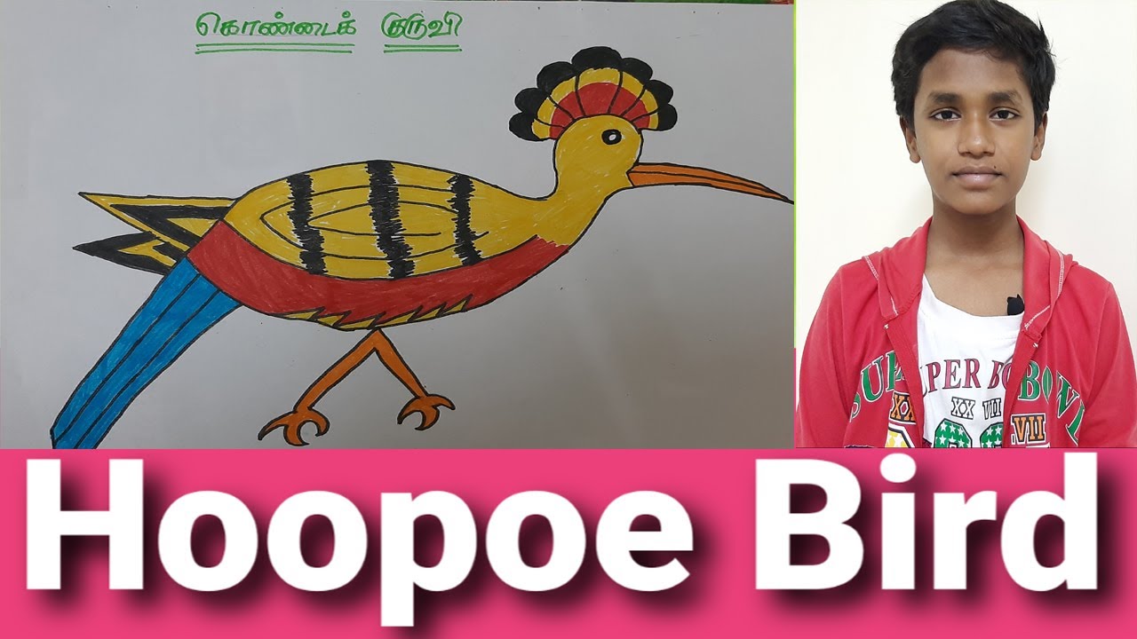 HOW TO DRAW A HOOPOE BIRD WITH COLOUR | HOOPOE BIRD STEP BY STEP ...