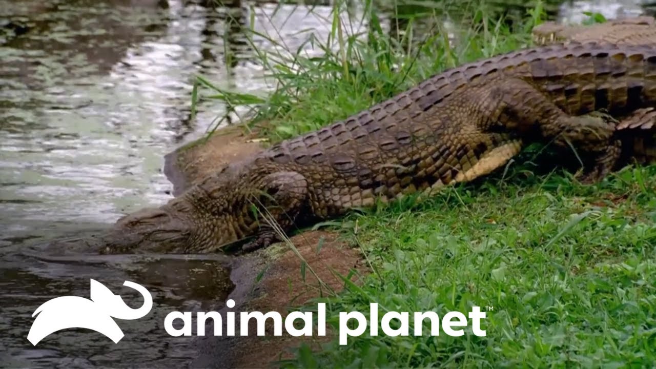 ¿Cuál es el super sentido de los caimanes? | Los Secretos del Mundo ...