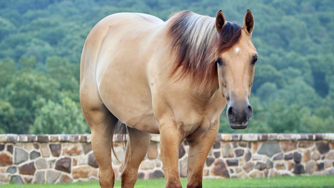 “Slick Whizer Jet” 3 yr old AQHA Gelding - YouTube