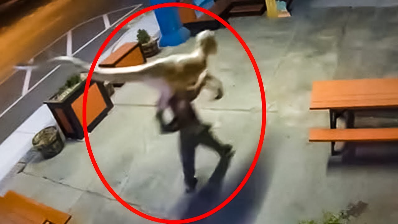 15 Real Dinosaurs Caught On Camera YouTube 15-real-dinosaurs-caught-on-camera-youtube