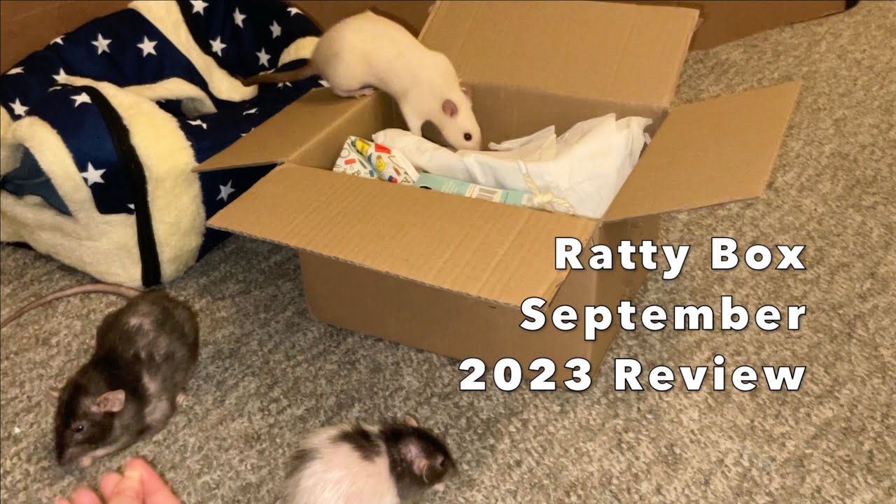 Reviewing September 2023's Ratty Box! - YouTube
