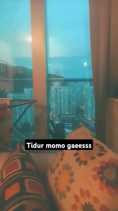 momo bobo sore. pas bngt dgn hawanya. #shorts #short #cleverdog #pets #doglover #dog - YouTube