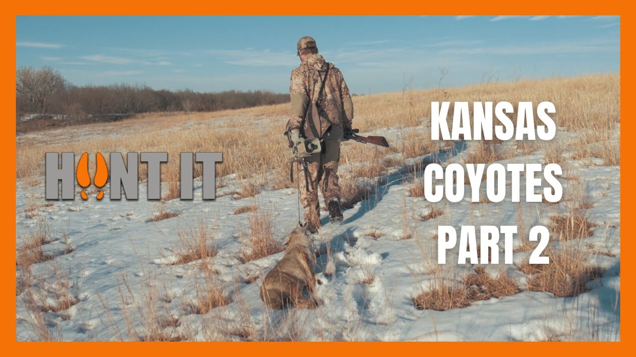 Hunting Kansas Coyotes PT. 2 - YouTube