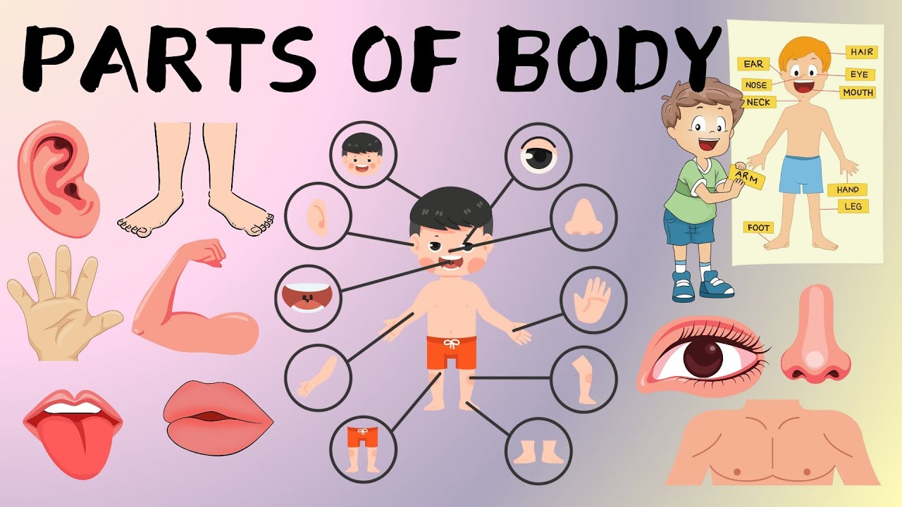 Learn Body Parts | Parts of the body | learn english for kids | Kids ...