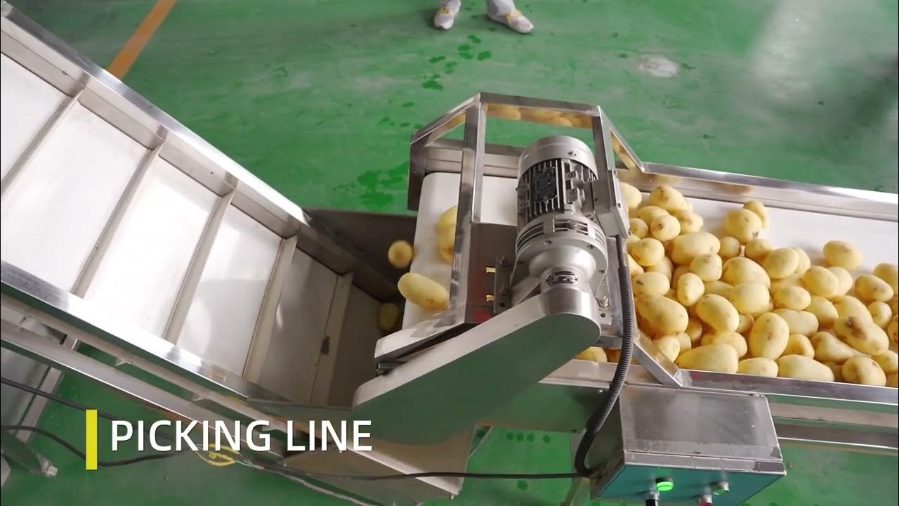 Potato production line/Potato processing process - YouTube