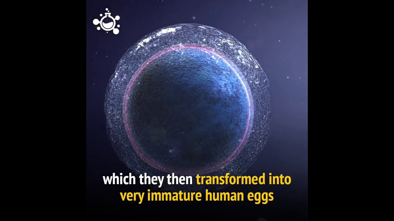 Blood Cells Converted Into Human Egg Cells - YouTube
