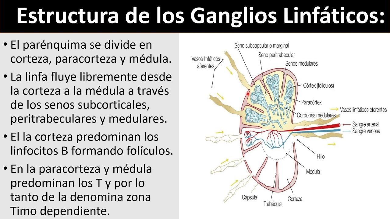 Diagrama De Vasos Linfaticos Explicado Sencillamente: ¿Cómo Funciona