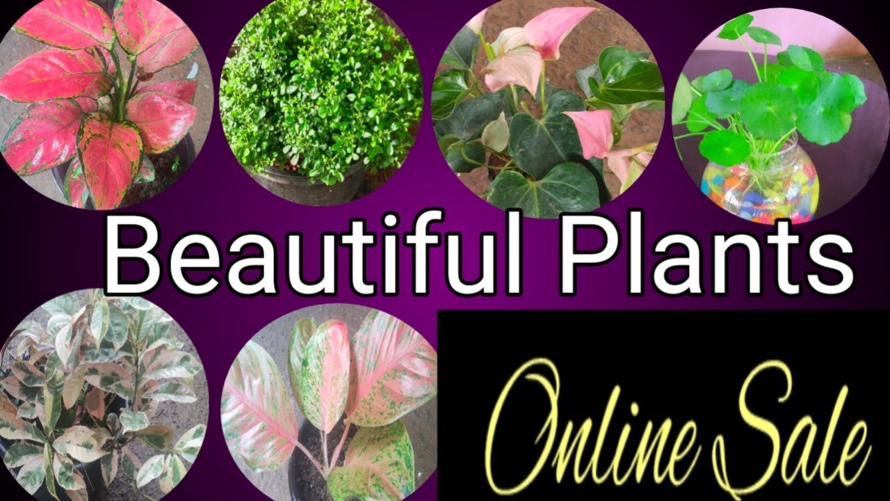 Super Plants Online Sale - YouTube