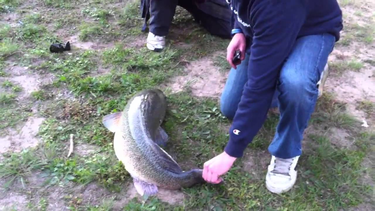 MONSTER MURRAY COD PT 1!!! 20KG and a meter long! - YouTube