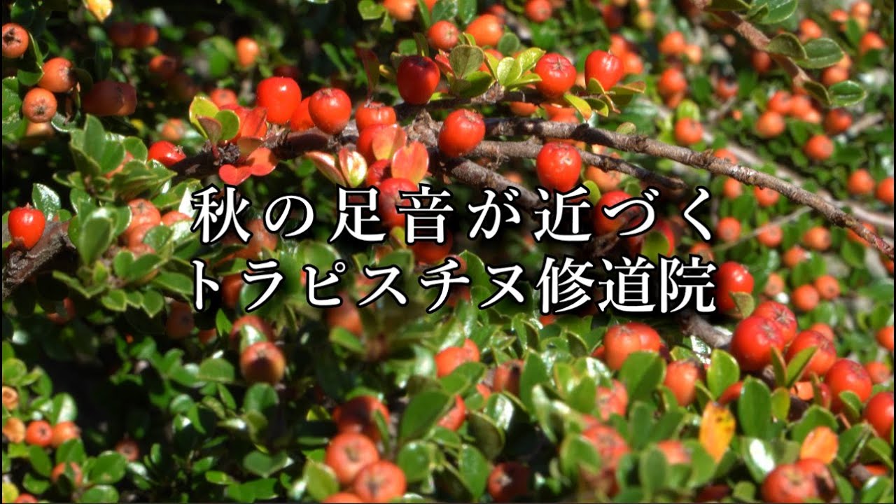 20230922【4K】秋の足音が近づくトラピスチヌ修道院 Trappistine Monastery, where the ...