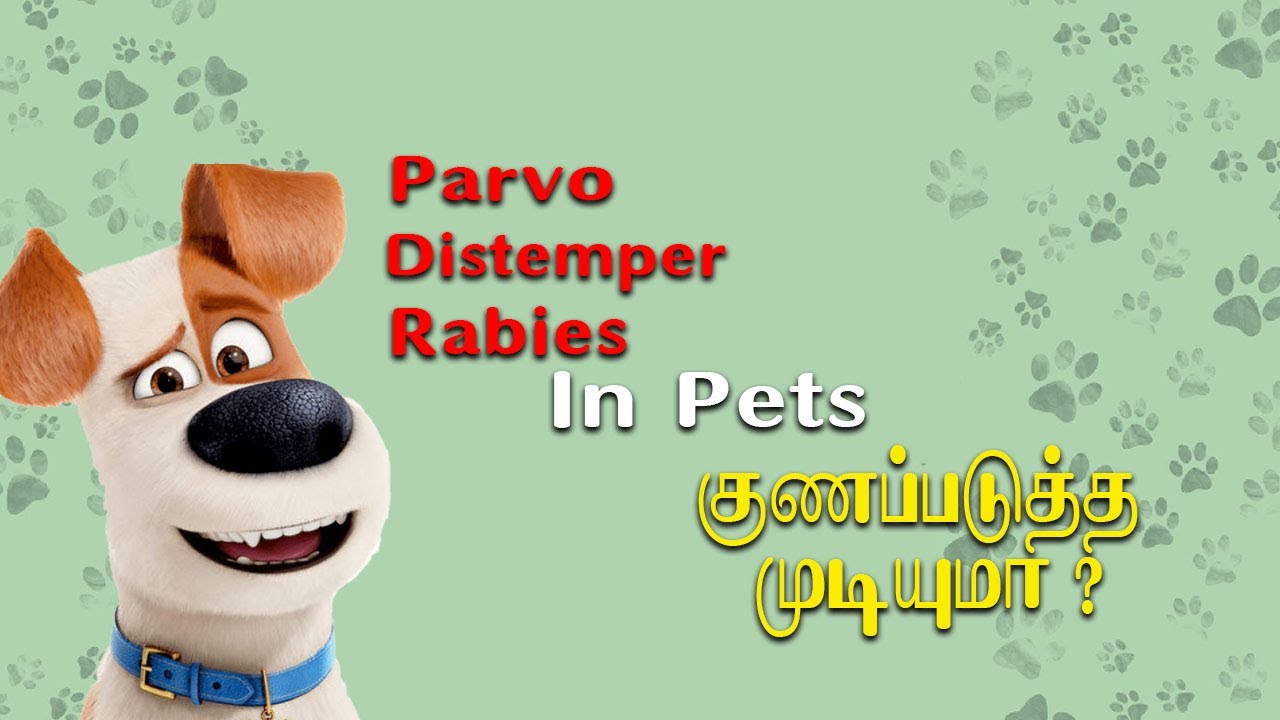 Parvo | Distemper & Rabies in Pets - YouTube
