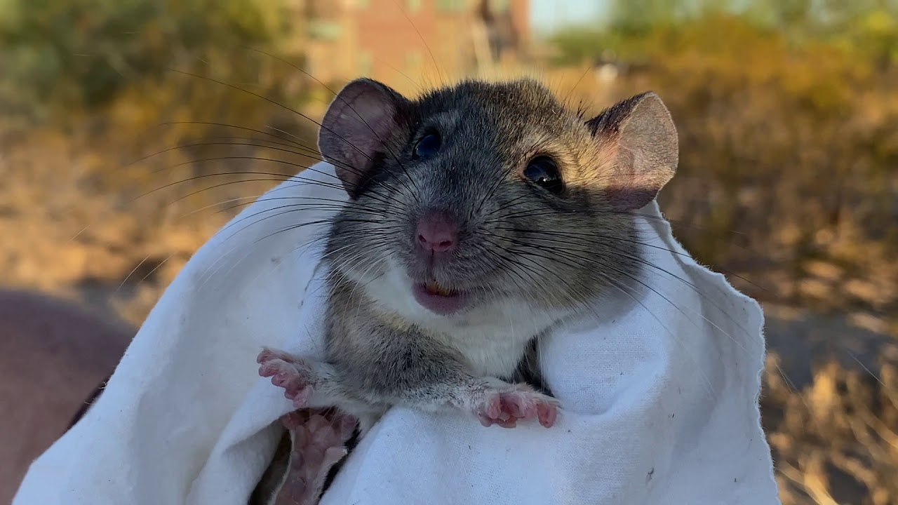 Checking the Traps - First Trapping - YouTube