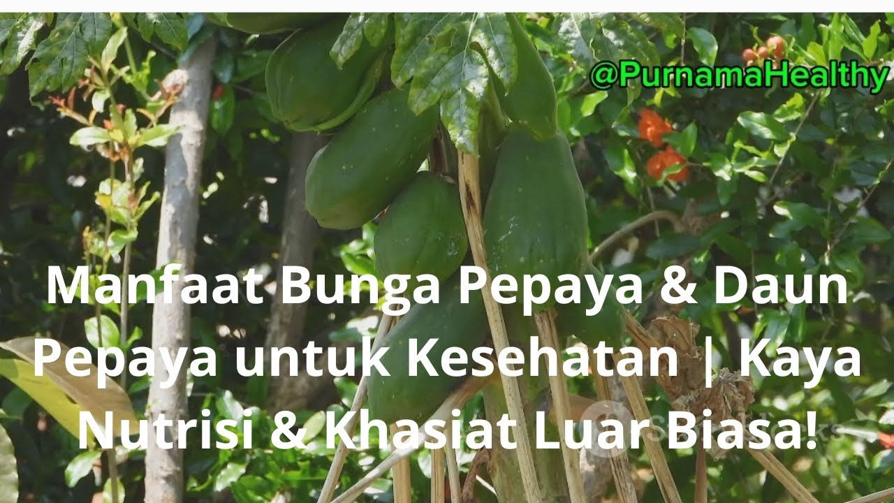 Manfaat Bunga Pepaya & Daun Pepaya untuk Kesehatan | Kaya Nutrisi ...