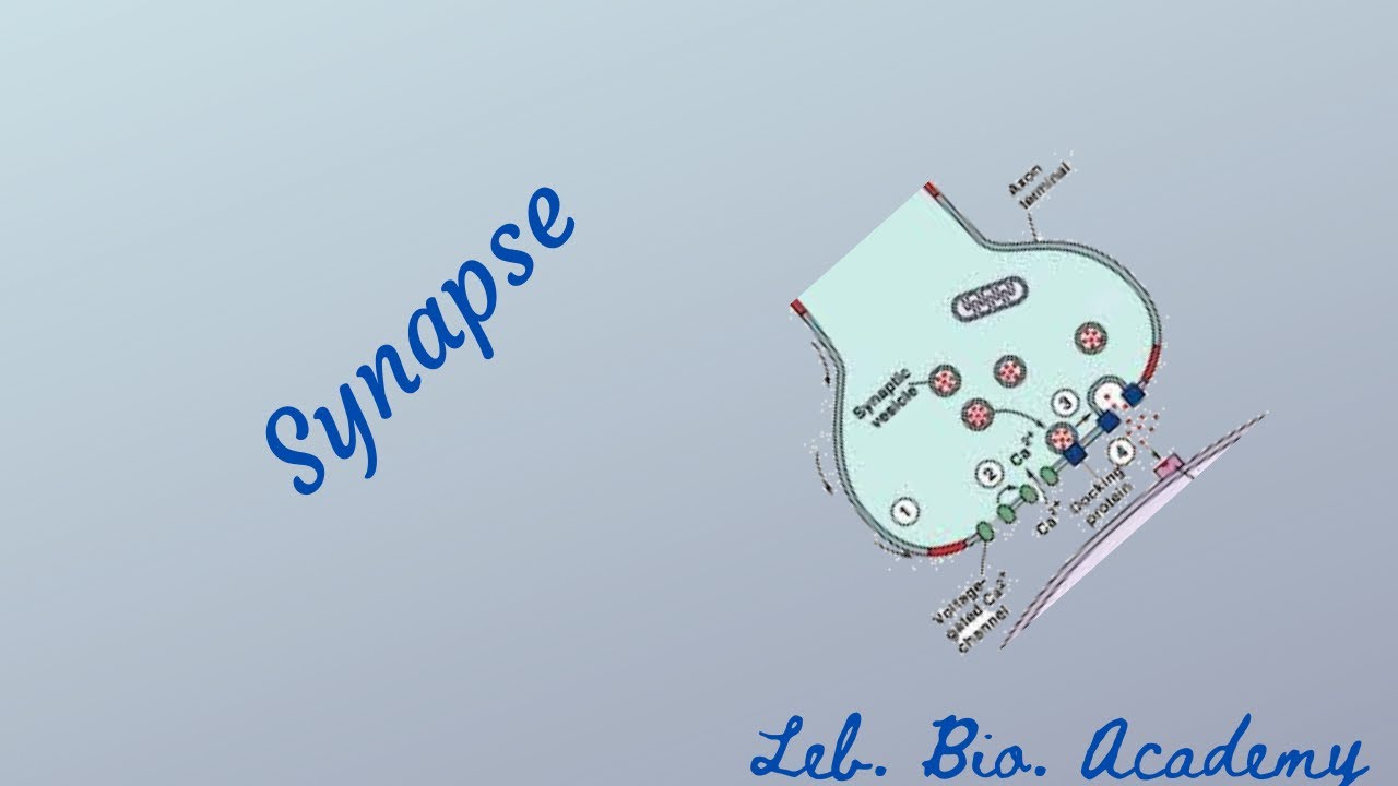 the synapse - YouTube