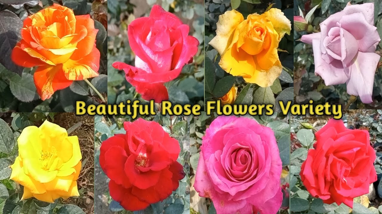 Rose Varieties With Names / Rose Varieties In India / Rose Types In ...