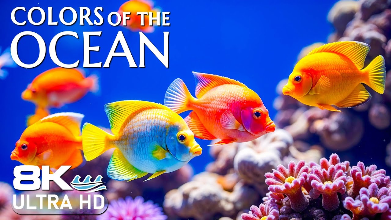 Serenity Below 8K (ULTRA HD) 🐙 Colorful Sea Creatures & Gentle Ocean ...