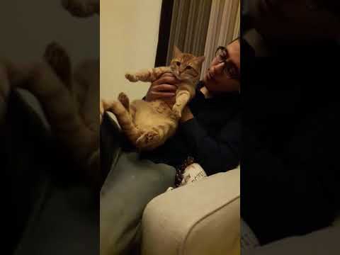 Suçlarını itiraf eden kedi