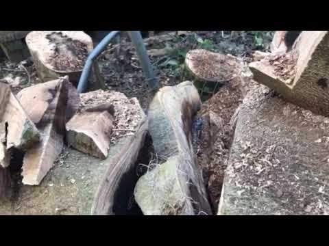 Little Chainsaw - Big Tree Trunk - cutting through a big tree trunk ...