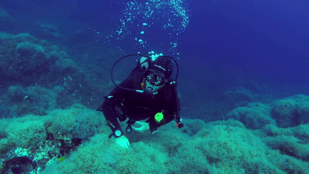 Reserva Natural, Ilhéu das Formigas - YouTube