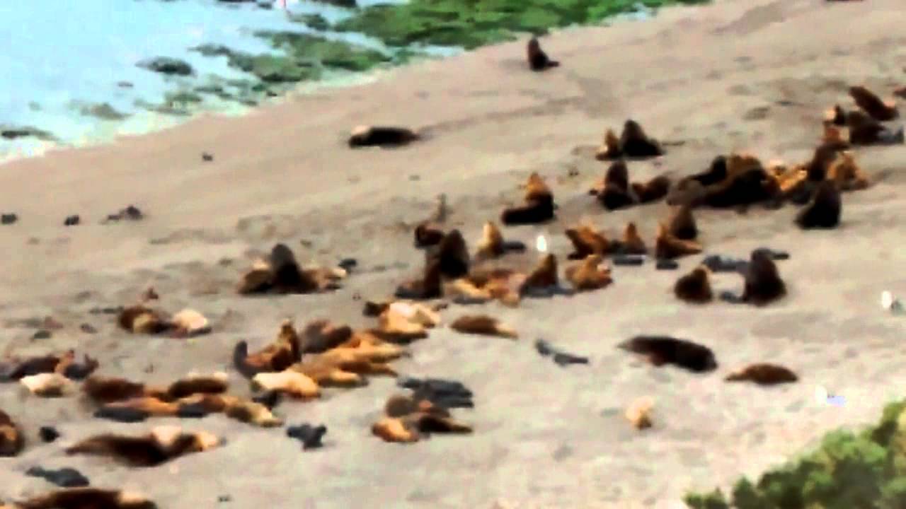 Elefantes marinos apareándose - YouTube