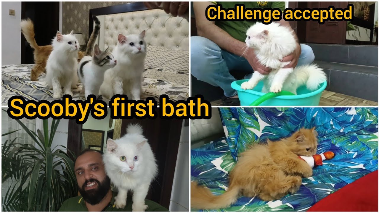 Challenge Accepted Cat