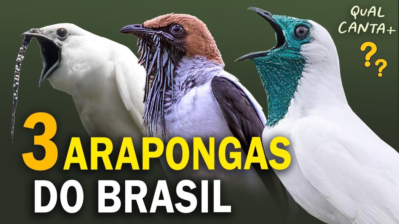 Todas as ARAPONGAS do BRASIL! Cantos e curiosidades das arapongas ...