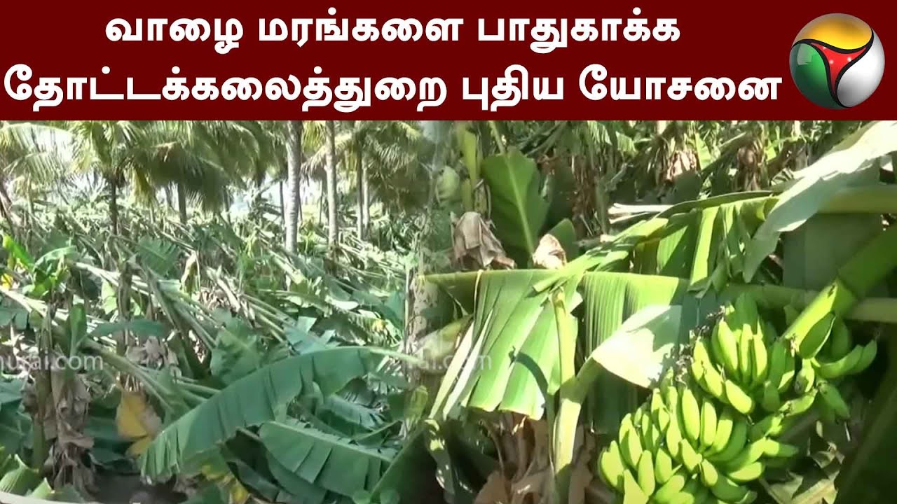 வாழை மரங்களை பாதுகாக்க தோட்டக்கலைத்துறை புதிய யோசனை | Salem | Banana ...