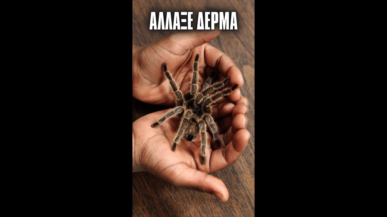 Η ΜΕΓΑΛΗ ΑΡΑΧΝΗ ΑΛΛΑΞΕ ΔΕΡΜΑ😰 - YouTube