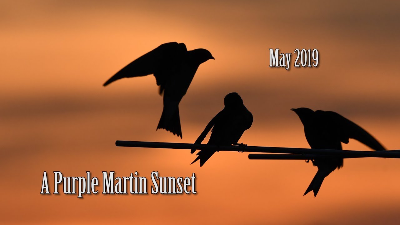A Purple Martin Sunset - YouTube