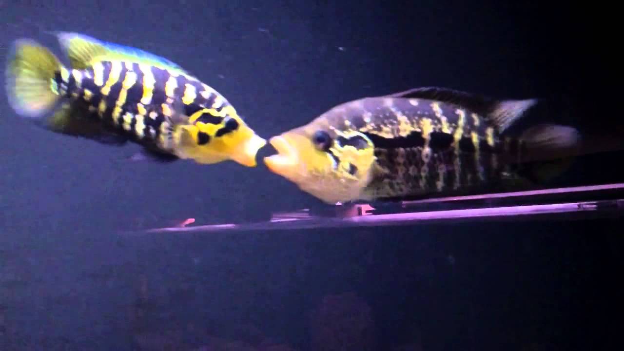EPIC FISH BATTLE!!! - YouTube
