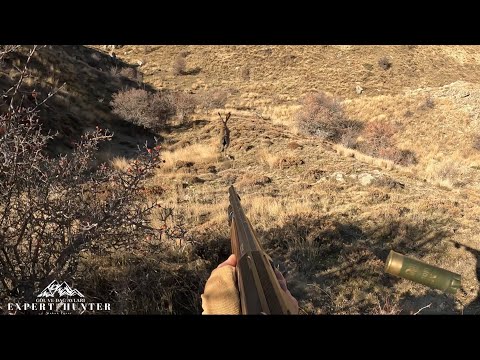 TAVŞAN,KEKLİK AVI(KORKMAZ EFE’DEN GÜZEL KARELER,ÖNÜMDEN KALKTI TAVŞAN )HARE HUNTİNG #hunting #avcı