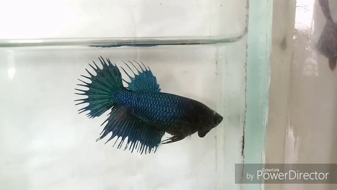 Ct female betta with green/blue turquoise ready for breeding program ...
