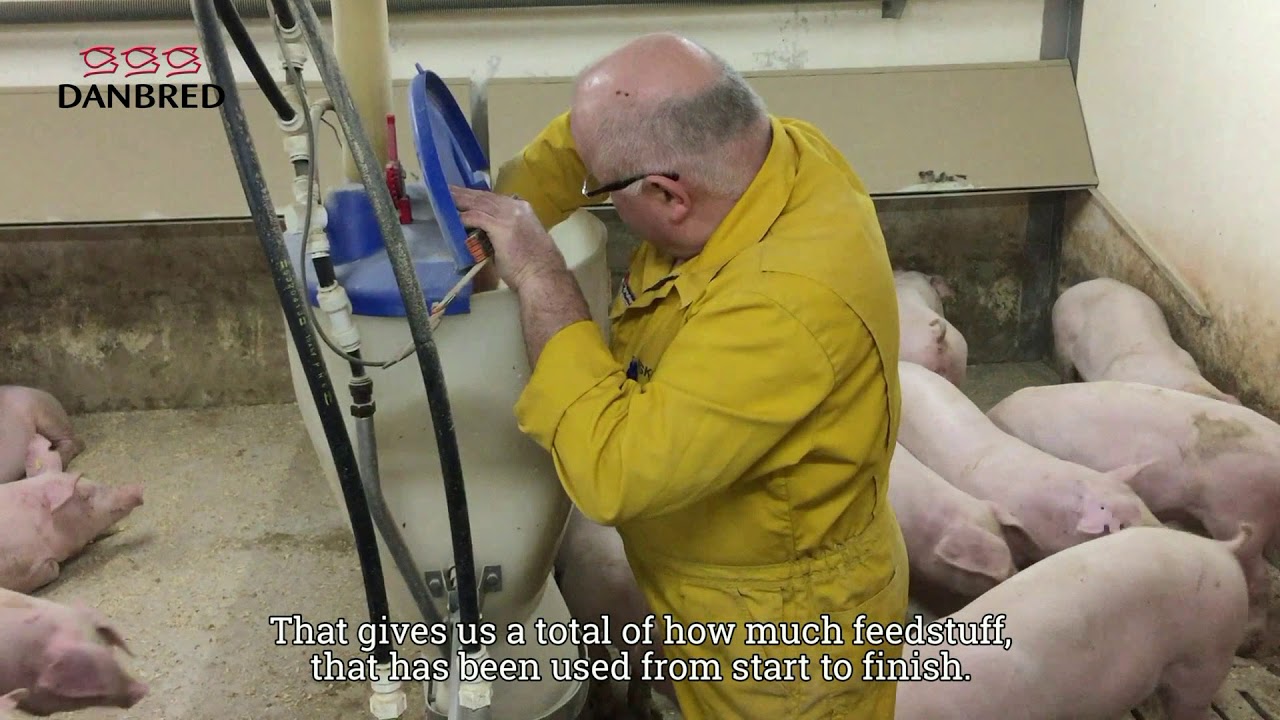 DanBred How Great Is Your Feed Conversion - YouTube