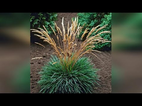 Тонконог сизый - YouTube