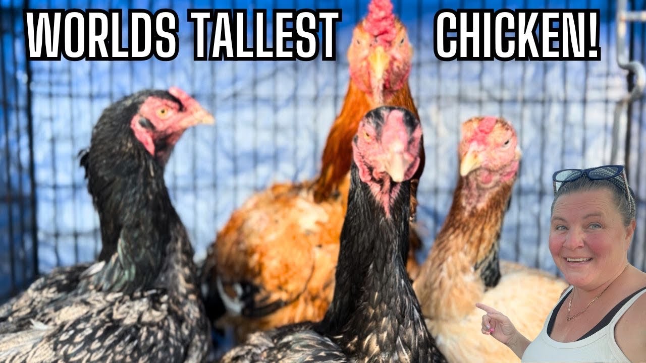 We Got Indio Gigantes! Meet Our New GIANT Chickens from Greenfire Farms ...