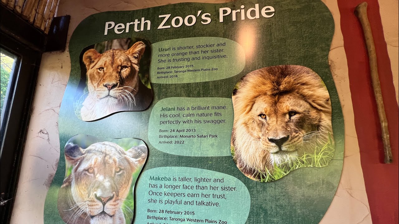 Perth zoo Western Australia 2024 walking tour, Summer fun - YouTube