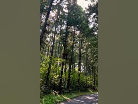 Japan tree in Gunma Yawata. - YouTube