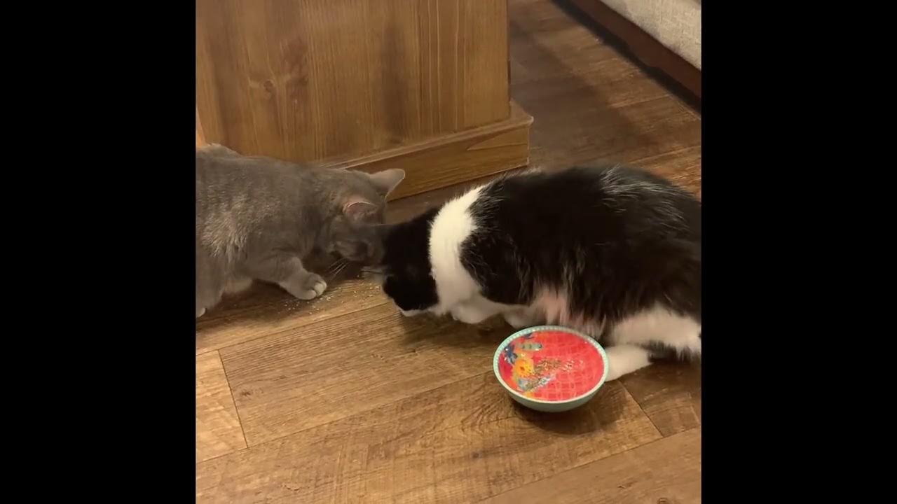 Catnip-Enough Said - YouTube