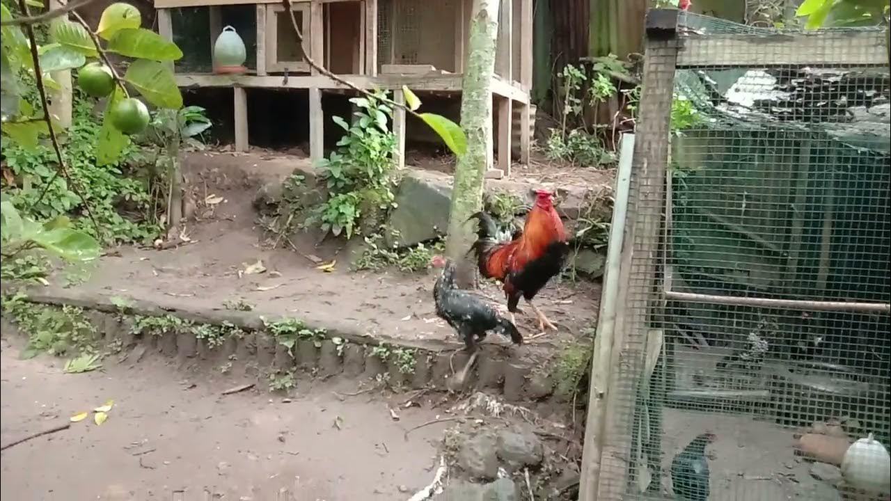Ayam Kawin Youtube