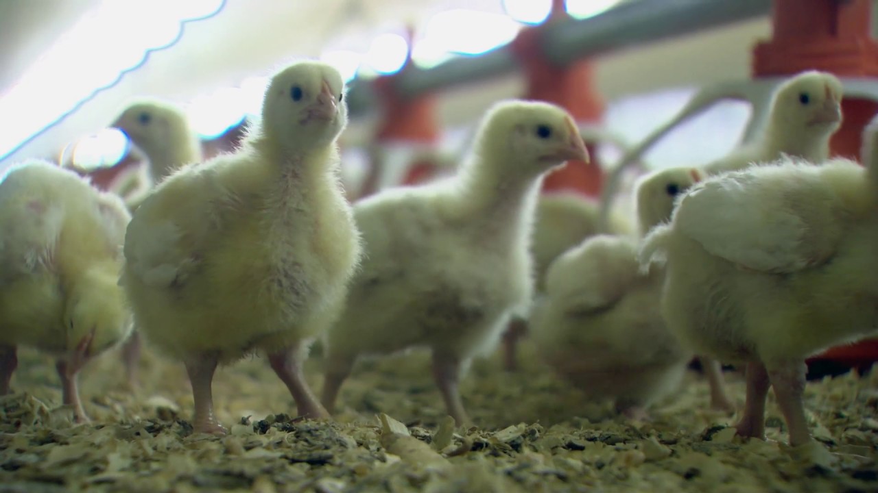 Turks Poultry - YouTube