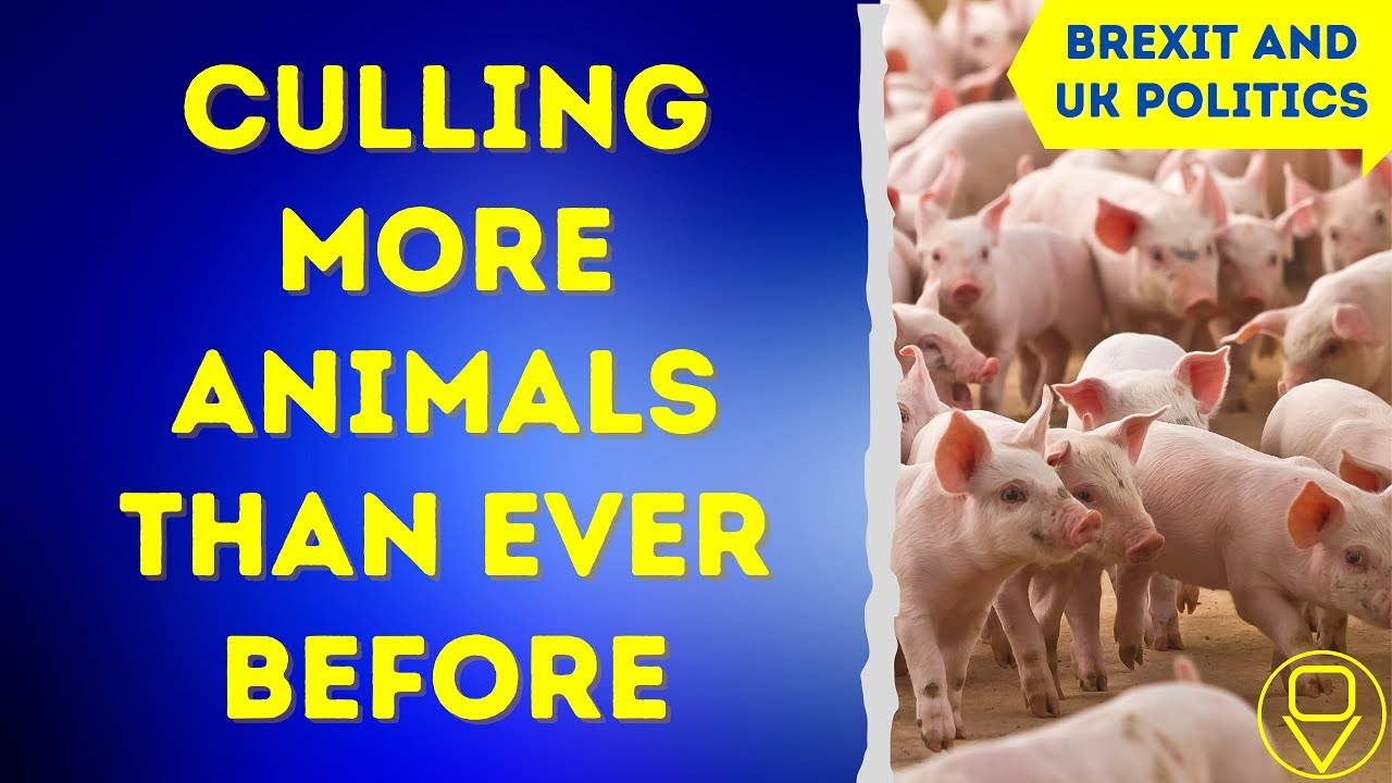 Brexit: Pig farmers in Great Britain cull more animals than ever before ...