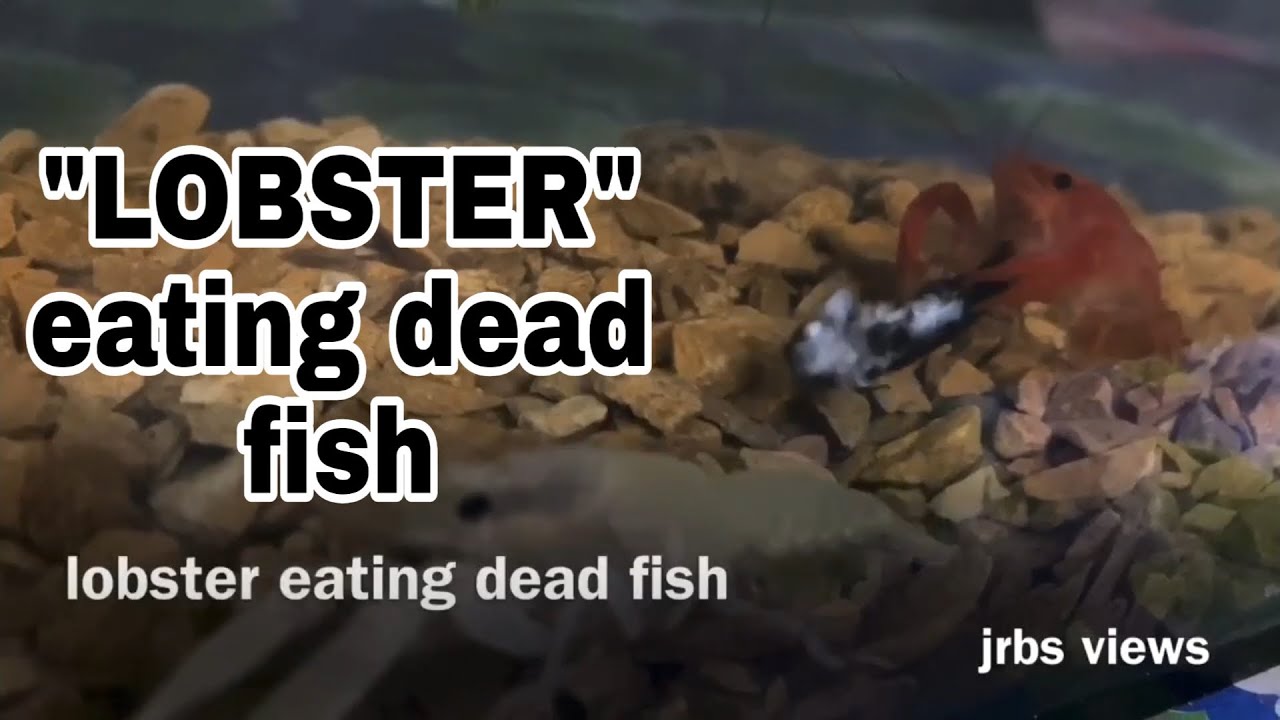 lobster eating fish | lobster eating | shivpedia - YouTube
